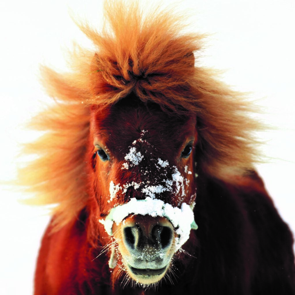 Shetland in The Snow Christmas Cards - HAPPA Direct